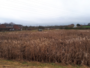 Bulrush Control and Reed Control | Aquatic Solutions