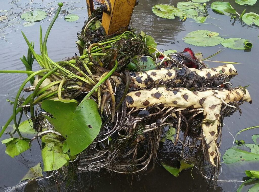 Water lily control | Aquatic Weed Control Aquatic Solutions